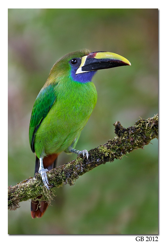 Emerald toucanet - Alchetron, The Free Social Encyclopedia